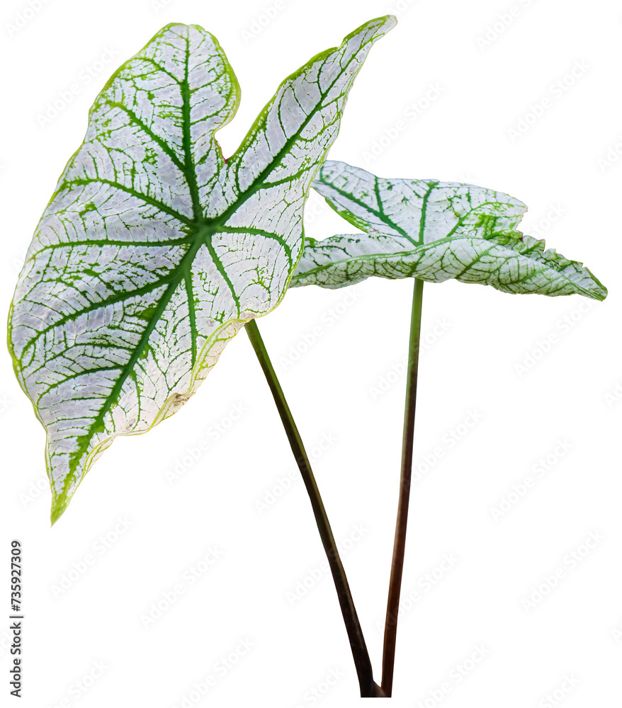 Tree on transparent background, real tree green leaf isolate die cut ...