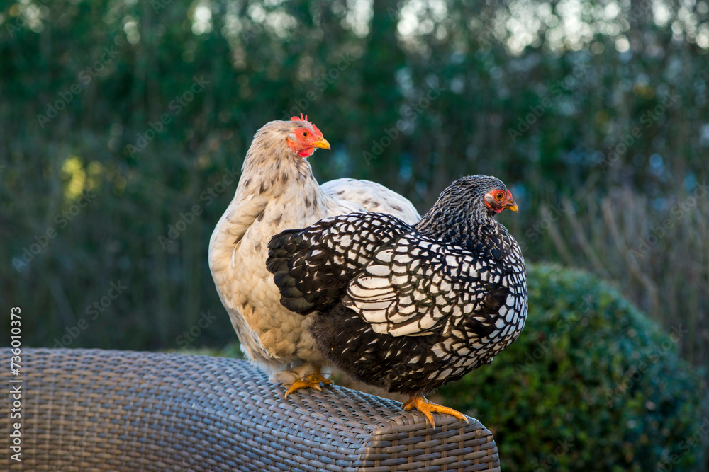 Nederland, 15-02-2019 - Om het huis lopen mooie gezonde sierkippen. Het ...