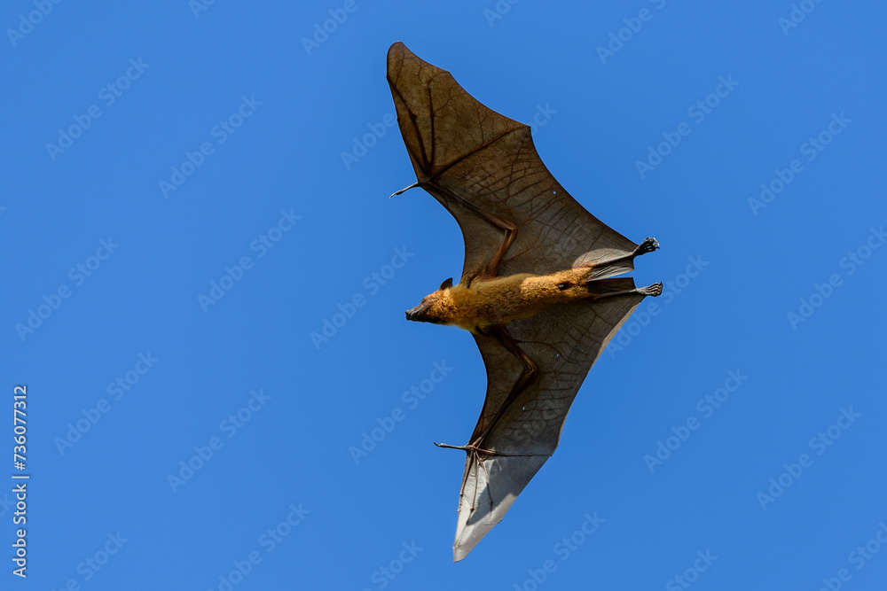 Flying Fox on Maldives island. Fruit bat flying. Gray-headed Flying Fox ...
