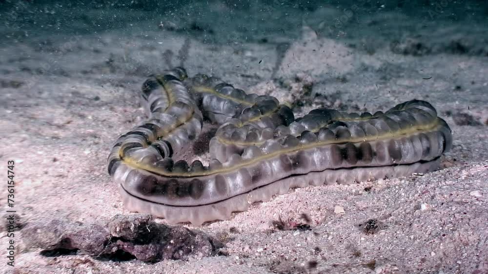 Sea worm Apodida on seabed enhances underwater beauty. Underwater ...