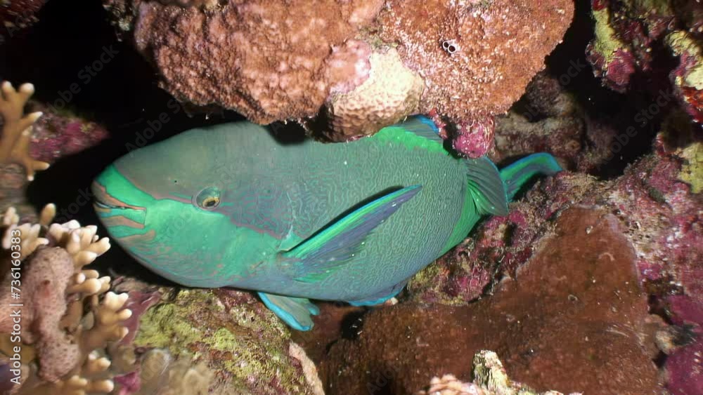 Deep in underwater seabed, parrotfish hid unnoticed among the corals ...