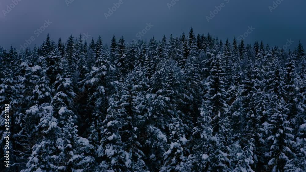 Dark mystic winter landscape, snow covered trees, low aerial drone ...