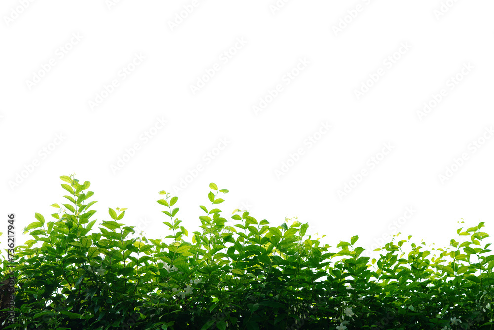 leaf tips on a white background Free space for use (Emphasis on ...