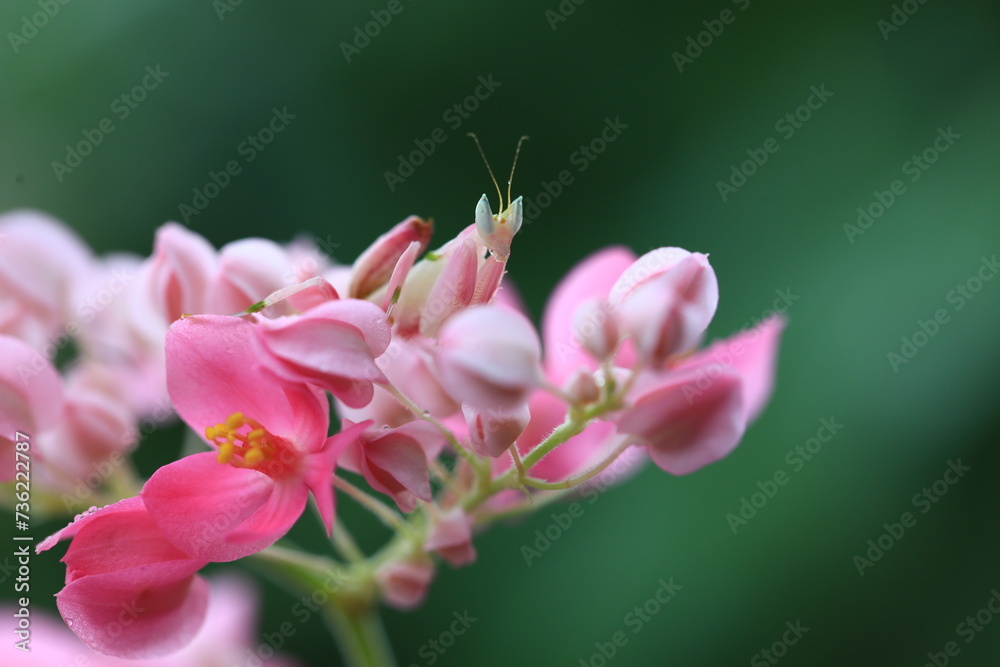 Pink Orchid mantis (Hymenopus coronatus) It is known by various common ...