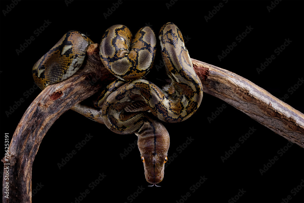 Photo & Art Print python reticulatus isolated on black, non-venomous ...