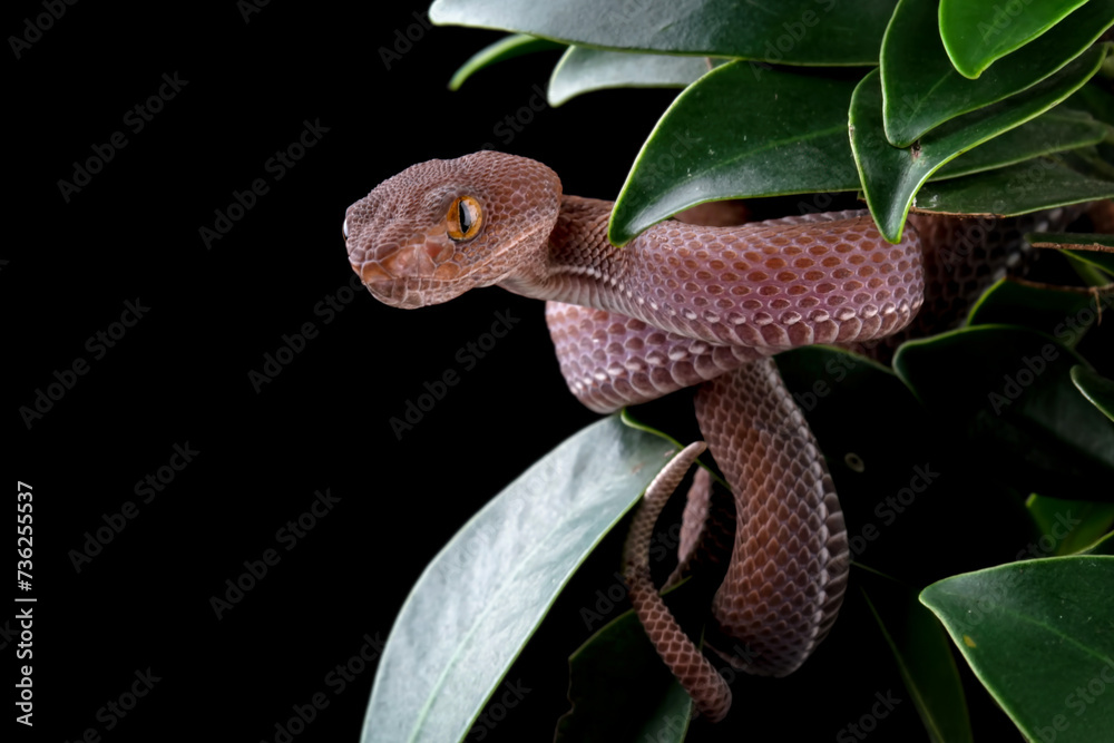 Baby viper snake on tree with black background, trimeresurus ...