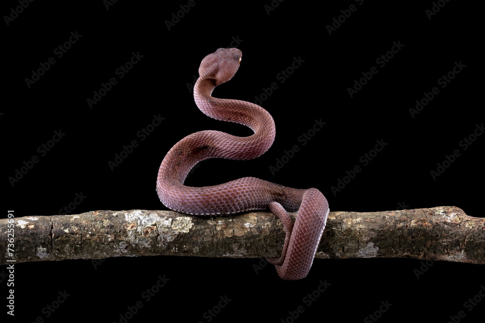 Baby viper snake on tree with black background, trimeresurus ...