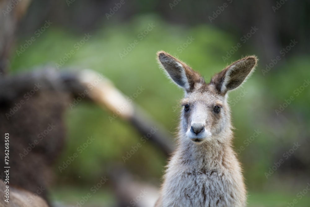 Beautiful kangaroo, pademelon and wallaby in the Australian bush, in ...