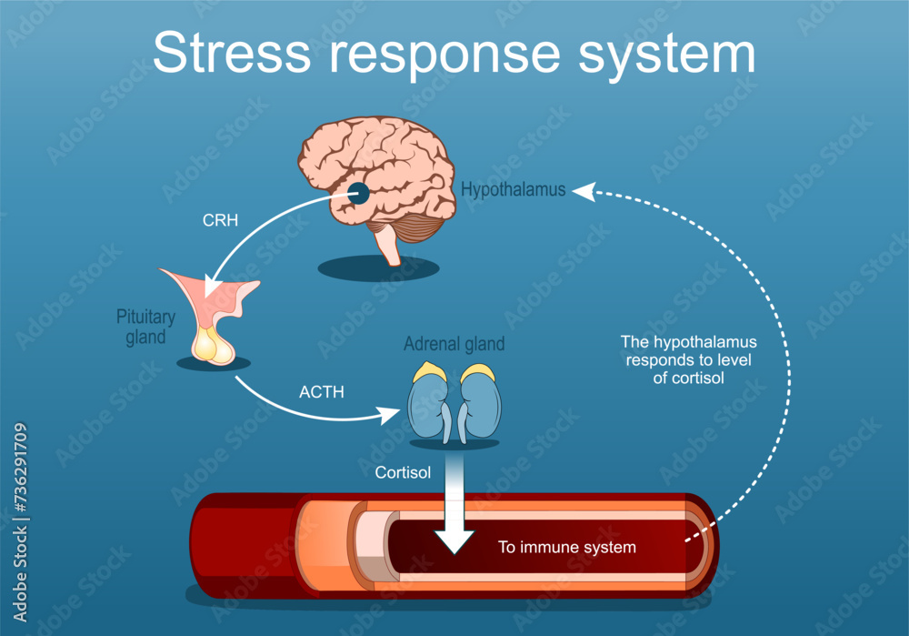 Stress response system. Stress hormones and Cortisol level. fight-or ...