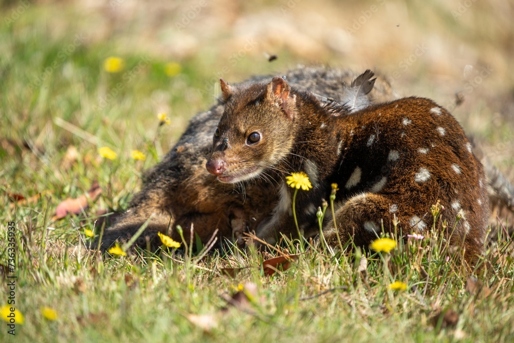 spotted quoll eating roadkill meat close up in tasmania australia ...