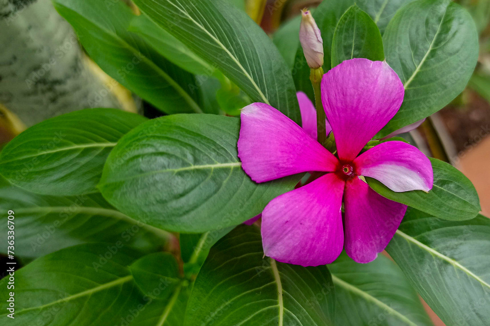 Beautiful pink Catharanthus roseus. It's also known as Cape Periwinkle ...