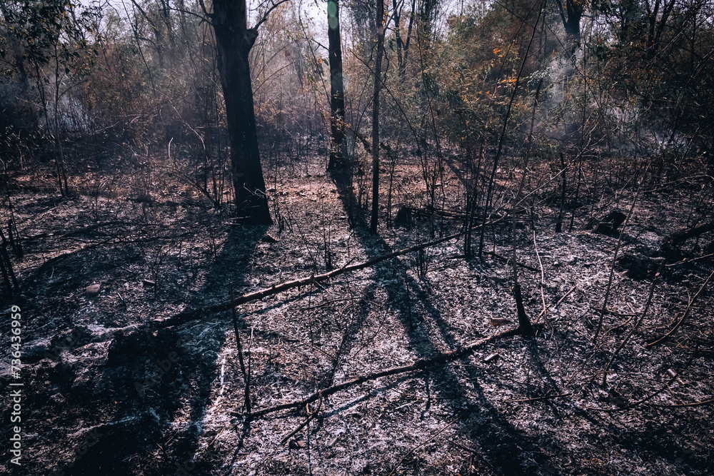 Fire forest, Burning forest, burning wood emitting thick smoke. A ...