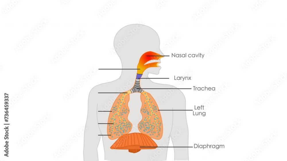 Respiratory system anatomy animation. Organs parts location, lungs ...
