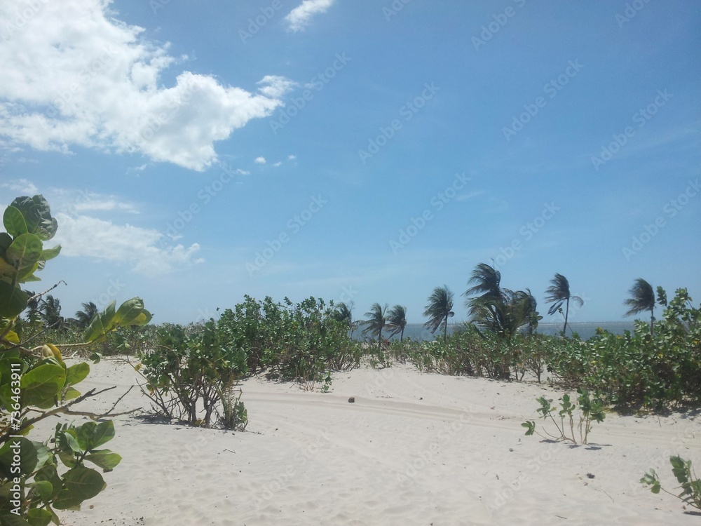 Beach in northeast Brazil with coconut trees and sand, sand dunes ...
