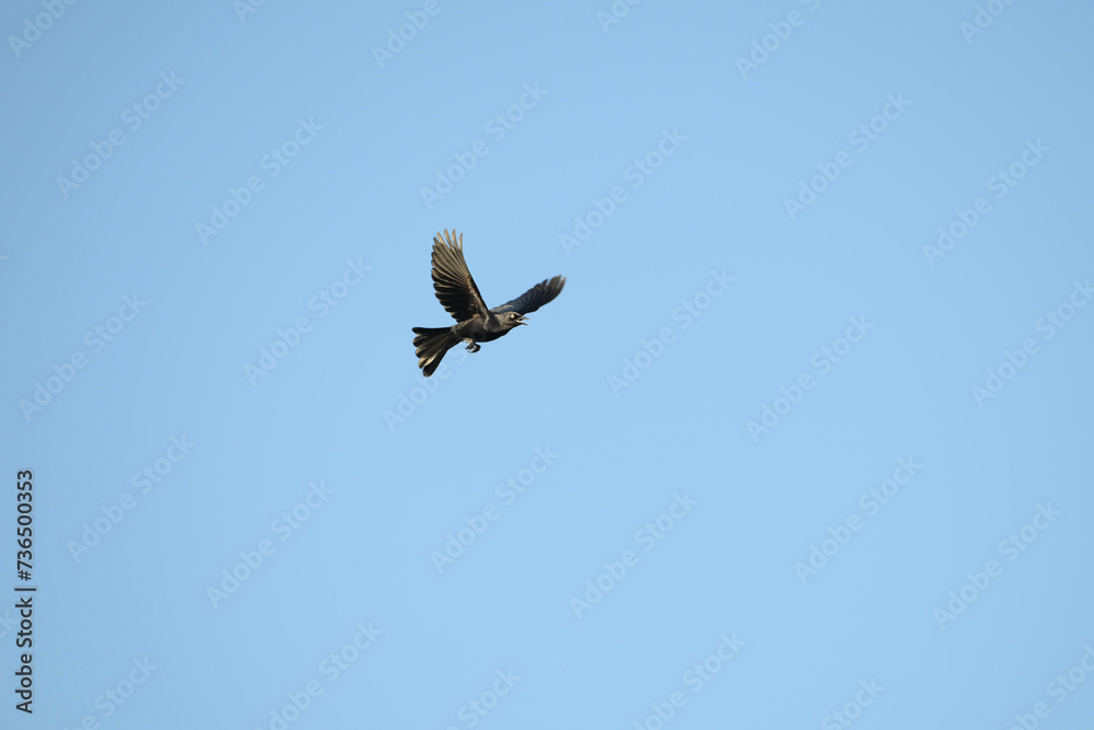 El zanate antillano, changa, o pichanga machango, chichinguaco ...