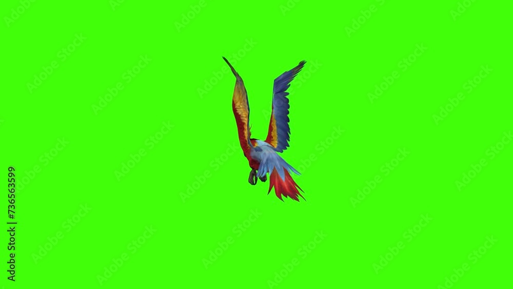 3D realistic 360-degree rotation of a Red and green macaw parrot flying ...