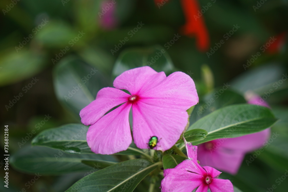 Catharanthus roseus (bright eyes, Cape periwinkle, graveyard plant ...