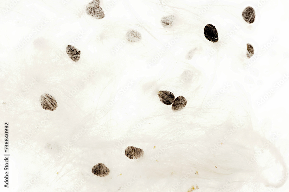 Calotropis gigantea, the crown flower milkweed showing seed dispersal ...