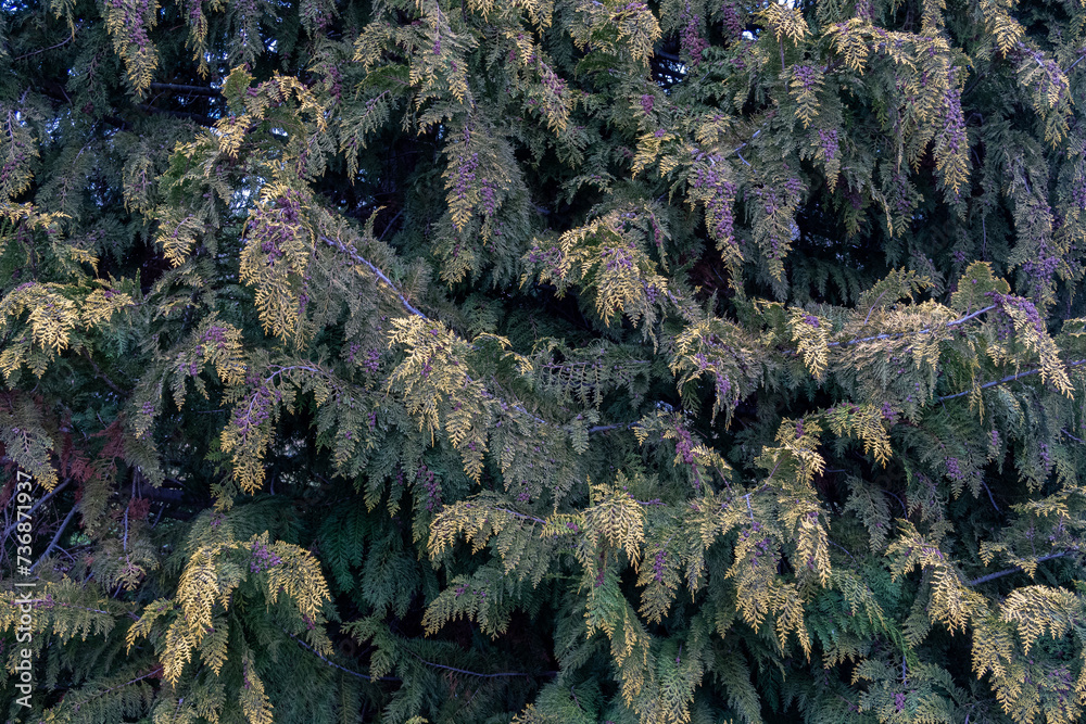 Chamaecyparis lawsoniana. False Lawson cypress or Oregon cedar. Tree ...
