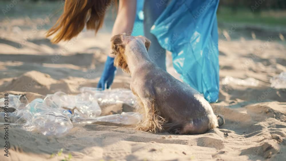 Teamwork.Cleaning plastic garbage in bag on beach in summer ...