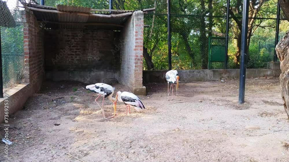 Vidéo Stock Bird crane as pets include lions, tigers, cougars, ocelots ...