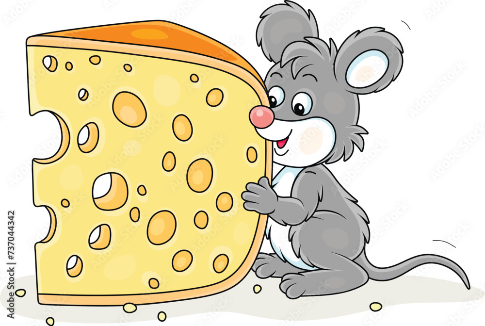 Funny grey little mouse gnawing a big piece of very tasty cheese at ...