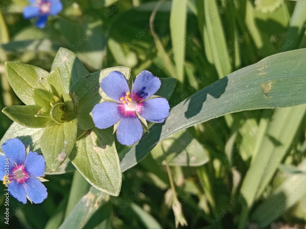 Flower of the lysimachia foemina or flower of the blue pimpernel or ...