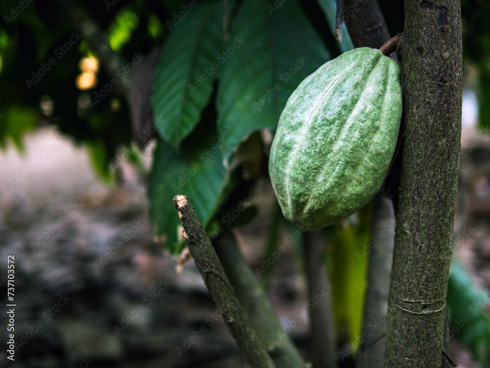 Green Cocoa pods grow on trees. The cocoa tree,Theobroma cacao with ...