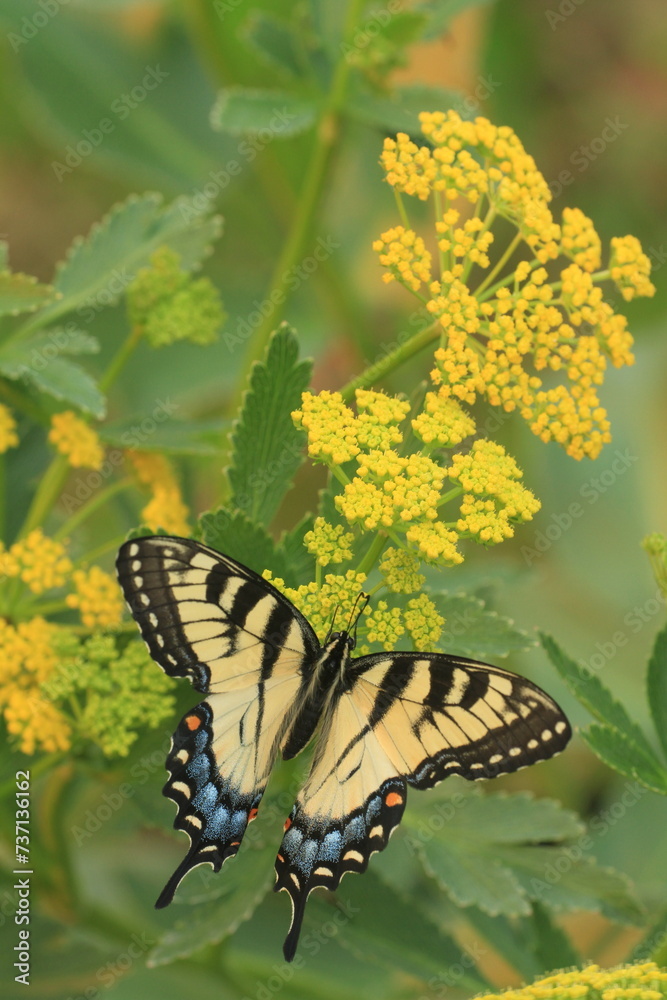 Eastern tiger swallowtail butterfly on golden alexanders flowers Stock ...