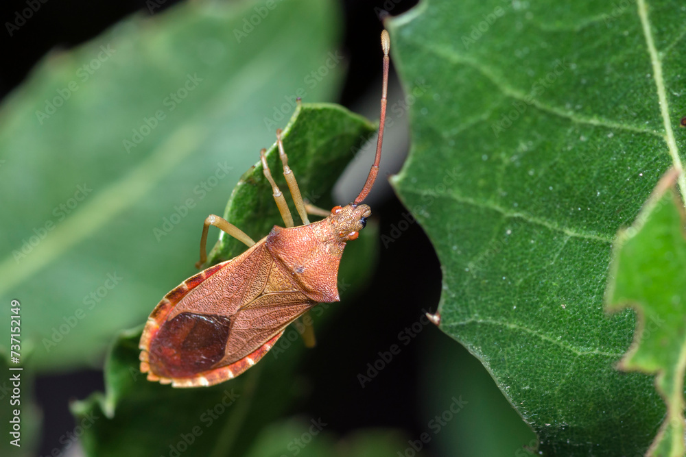 Box Bug, Gonocerus Acuteangulatus, with an injured antenna, leaf-footed ...