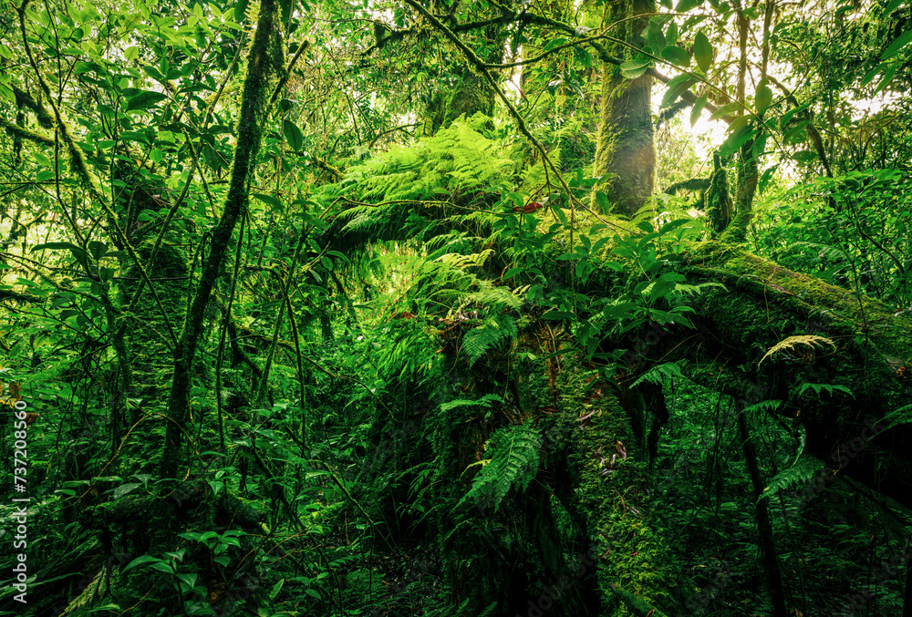 Green forest with fallen tree trunk covered with green moss, lichen and ...