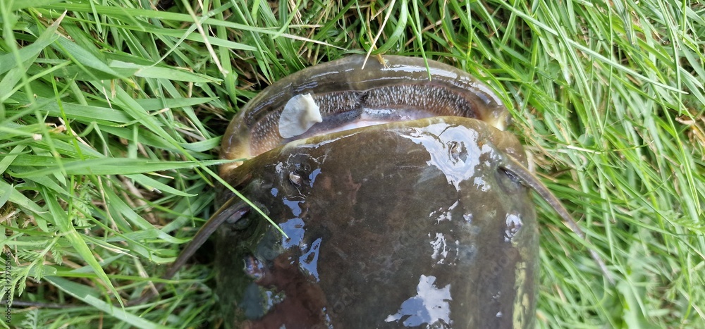 Silurus glanis, commonly known as the European Wels catfish, is one of ...