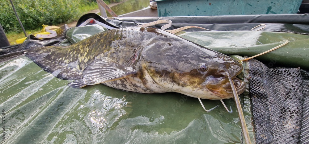 Silurus glanis, commonly known as the European Wels catfish, is one of ...