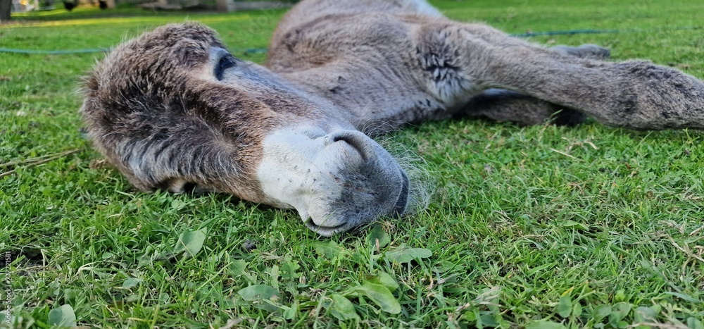 A donkey, commonly found at farms, is a domesticated member of the ...