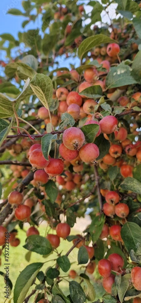Malus sylvestris, the European crab apple, is a species of the genus ...