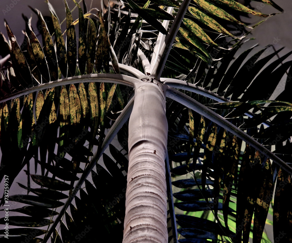slender, upright palm tree that can reach a height of 6 to 8 meters. It ...