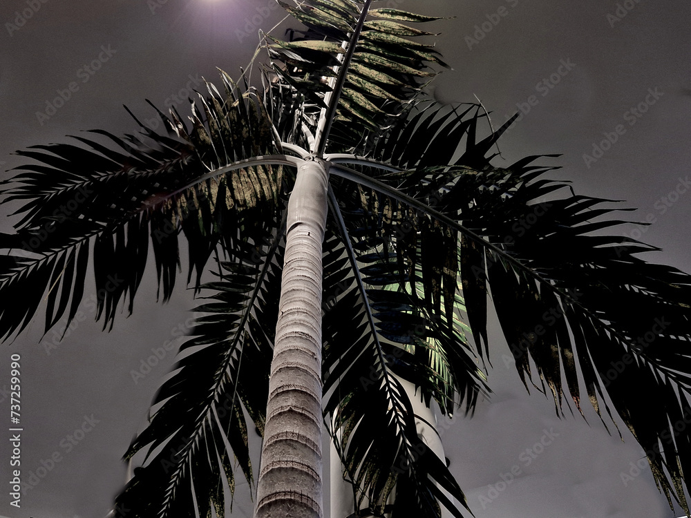 slender, upright palm tree that can reach a height of 6 to 8 meters. It ...