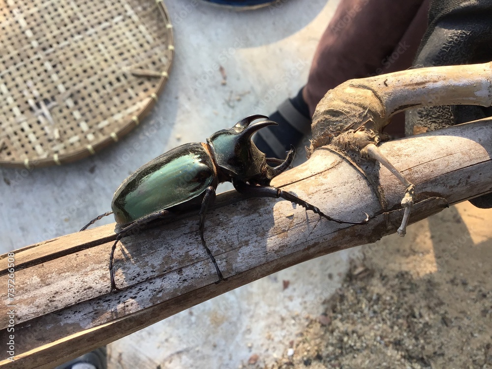 Chalcosoma caucasus, Giant rhinoceros beetle on bamboo. Chalcosoma is a ...