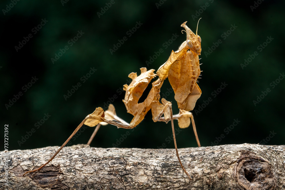 Idolomantis diabolica commonly known as the Devil's Flower Mantis ...