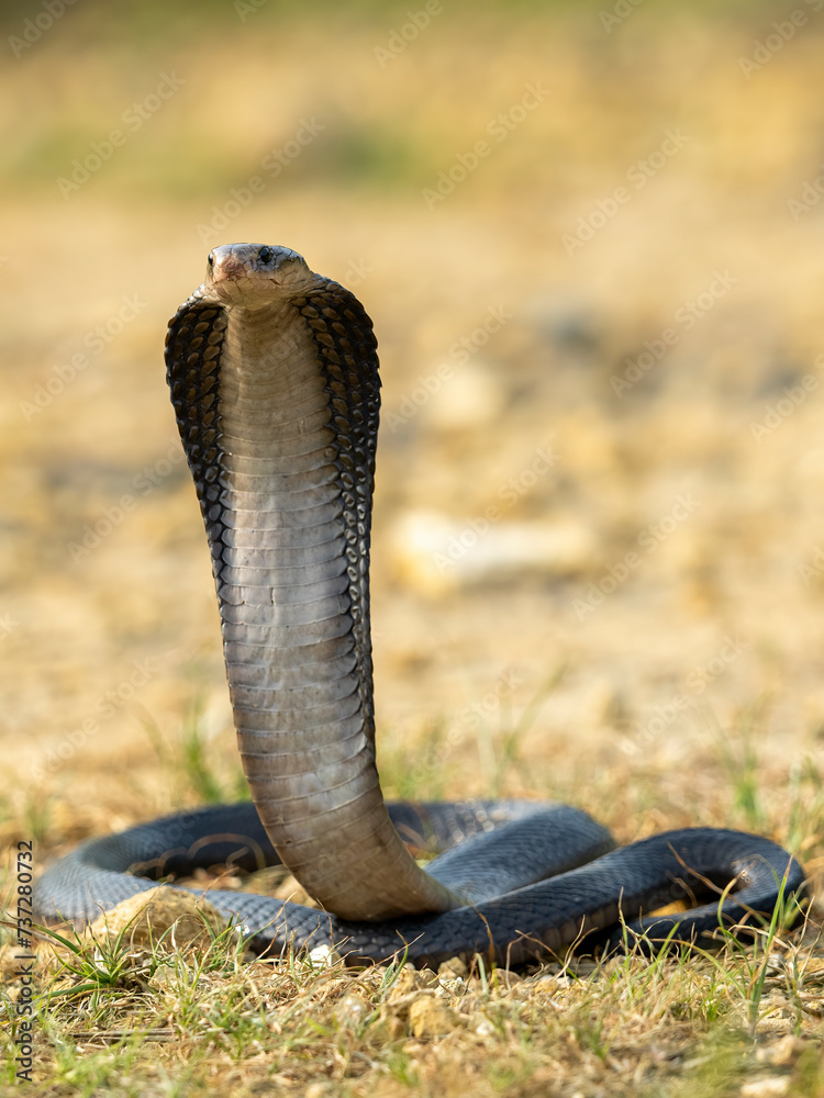 Javan Spitting Cobra (Naja sputatrix) is a species of cobra native to ...