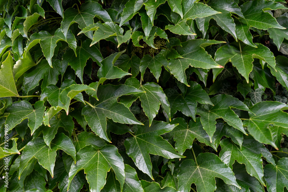 Green leafy background. Weaving ivy plant. Leaves of Japanese Ivy or ...