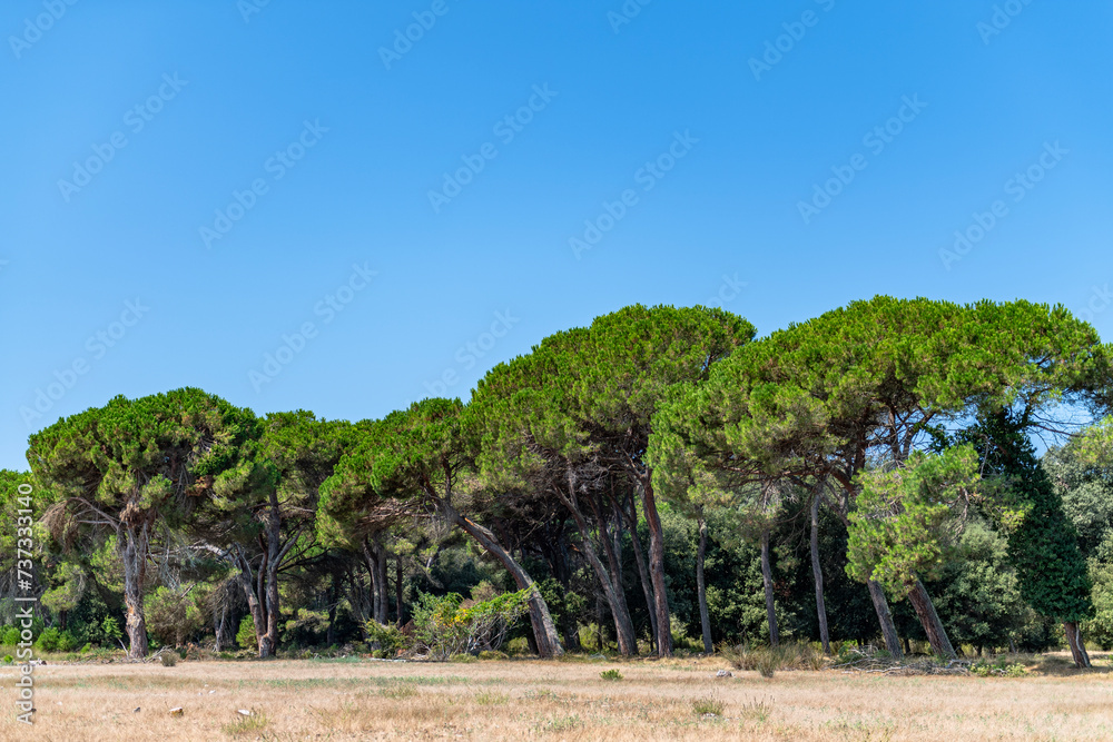 Mediterrane Pinien im San Rossore Park nahe Pisa - Ein Naturerbe ...
