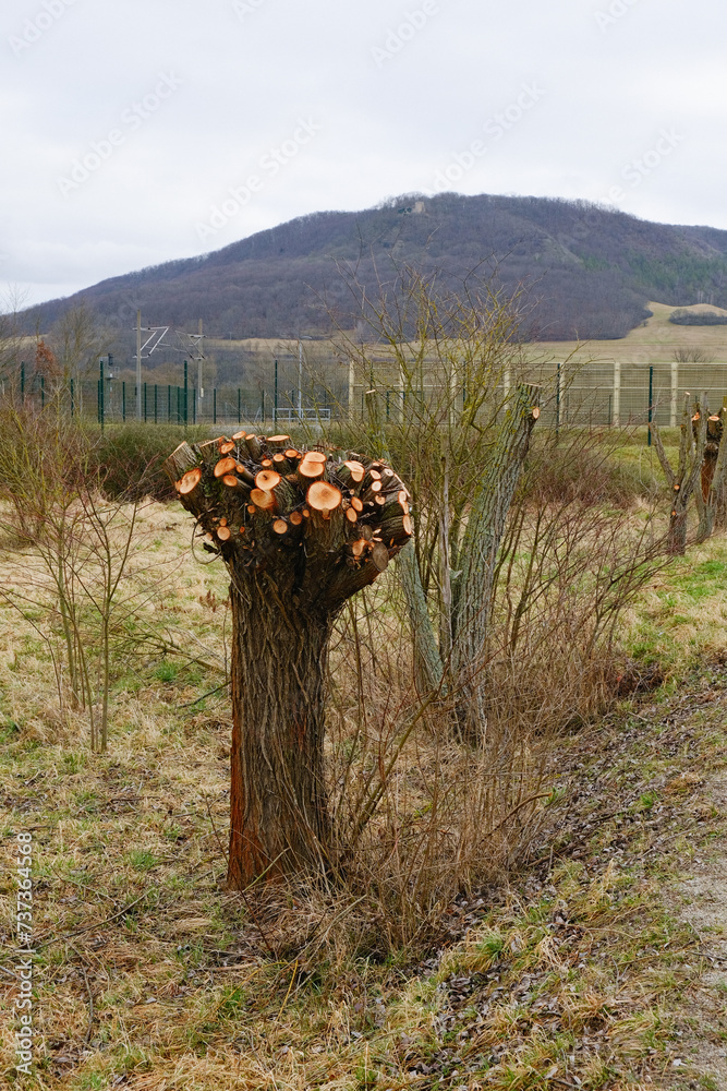 Kopfweide Salix alba Rückschnitt auf Kopf gesetzt Stock Photo | Adobe Stock