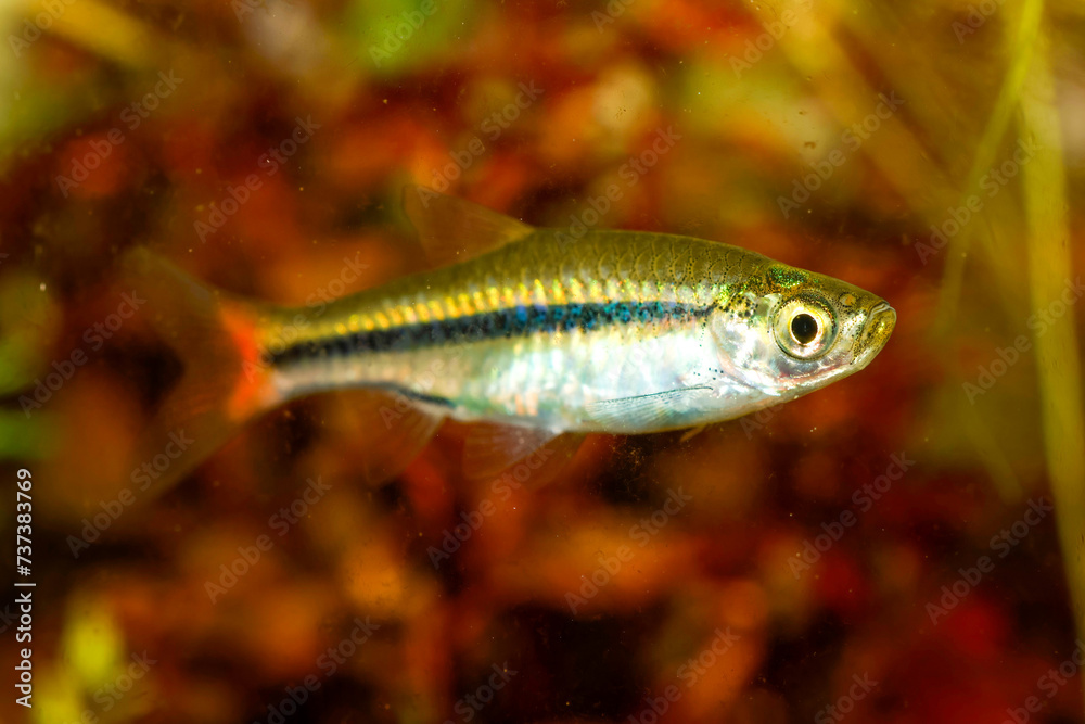 Blackline rasbora, Red-tailed rasbora, Borapet rasbora Stock Photo ...