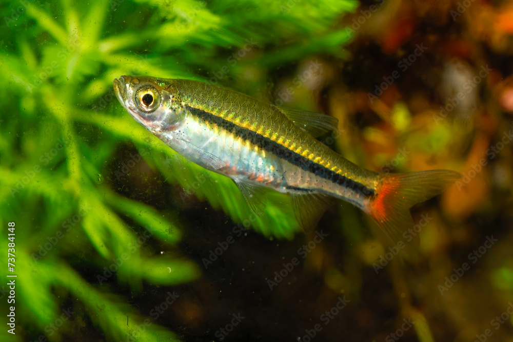 Blackline rasbora, Red-tailed rasbora, Borapet rasbora Stock Photo ...
