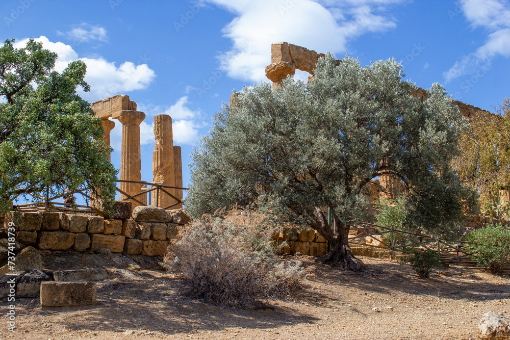 Ruinas de Akragas, Agrigento, Sicilia, Templo de Juno con vegetación ...