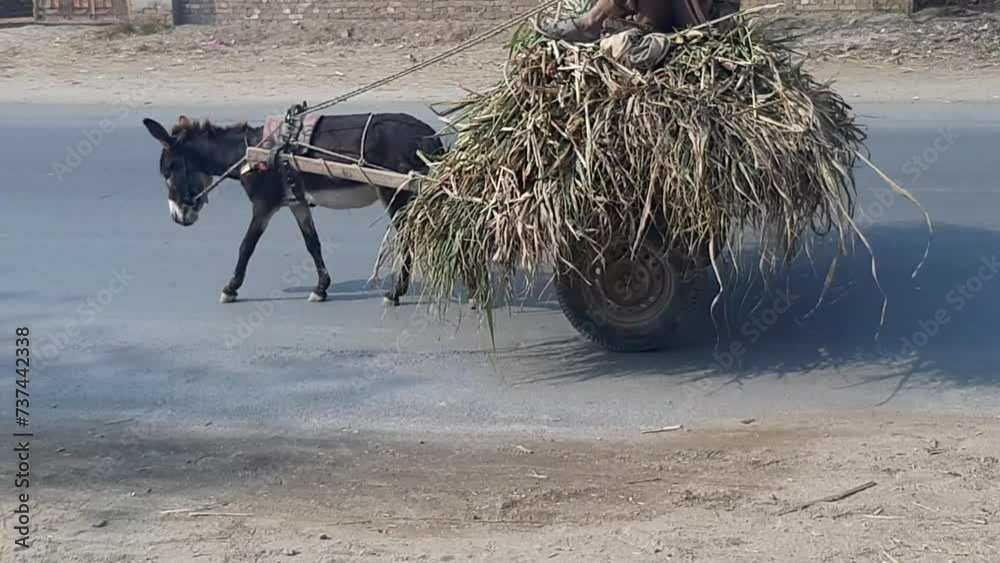 Donkey cart. Donkey carts still drive in villages and small towns ...