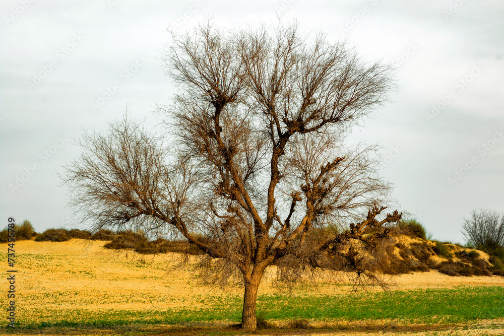 Acacia tree in the arid Arabian desert Stock Photo | Adobe Stock