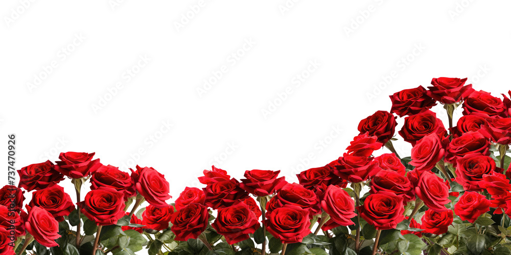 Red roses frame border for text and design with copy space, isolated on ...