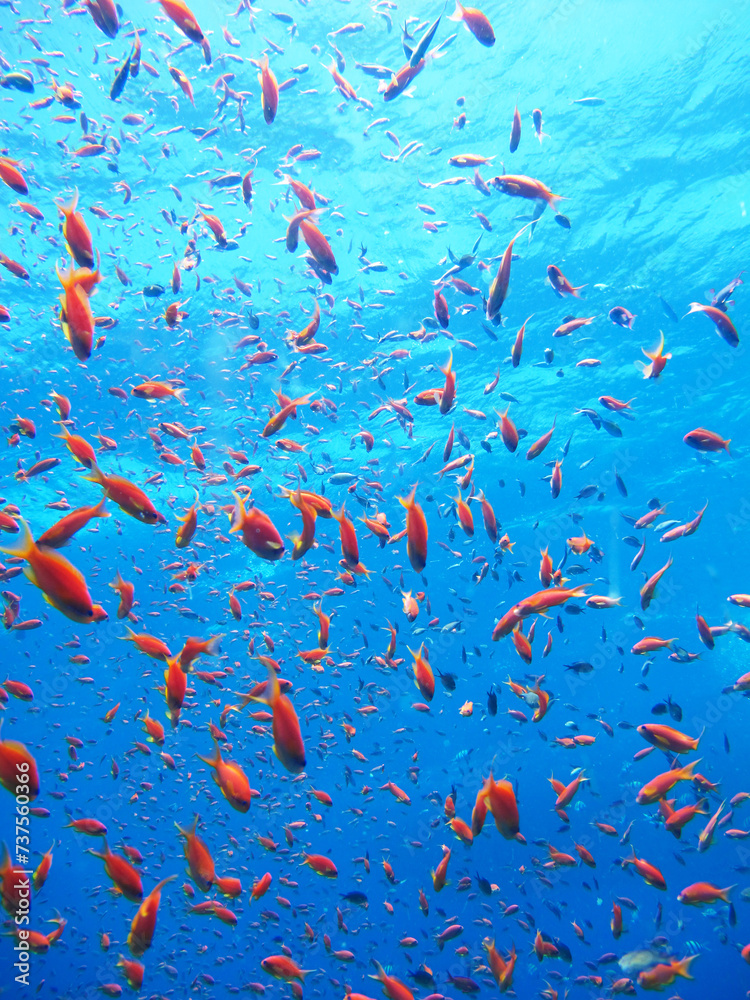 Many red fish. Red sea coral reef diving background. Underwater world ...